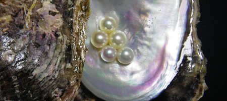 Scientists Are on a Mission to Save the Japanese Pearl Oyster, Pinctada ...